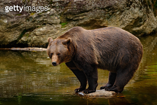 Brown bear drinking water. Brown bear, Ursus arctos, sitting on the ...