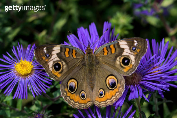 Junonia coenia, known as the common buckeye or buckeye on New England ...