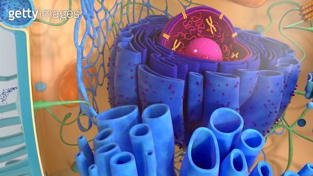 3d render of body cells. 3d illustration cell model. 이미지 (1224858635 ...