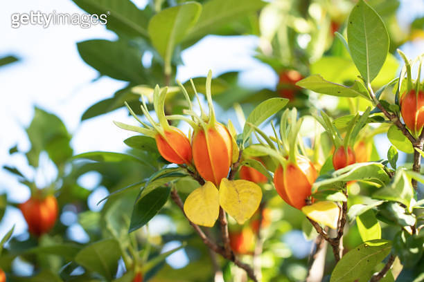 gardenia fruit. 이미지 (1283818572) - 게티이미지뱅크