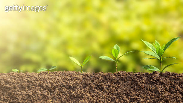 bussiness growth sequence:new life growing in spring (1282806913) - 게티이미지뱅크