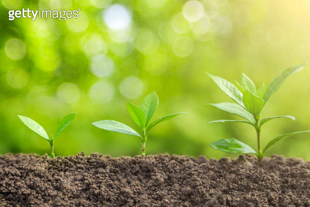 bussiness growth sequence:new life growing in spring 이미지 (1282632294 ...