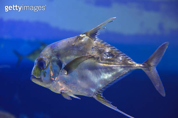 Swimming a Jack fish 이미지 (1199811921) - 게티이미지뱅크