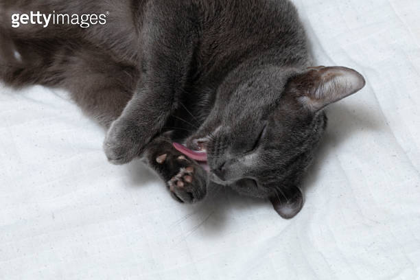 Russian Blue Cat Taking Care of Fur. cat grooming. 이미지 (1213129453 ...
