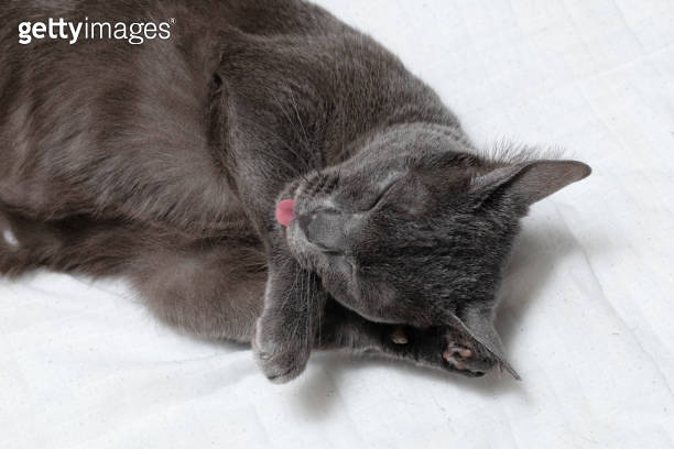 Russian Blue Cat Taking Care of Fur. cat grooming. 이미지 (1213128884 ...