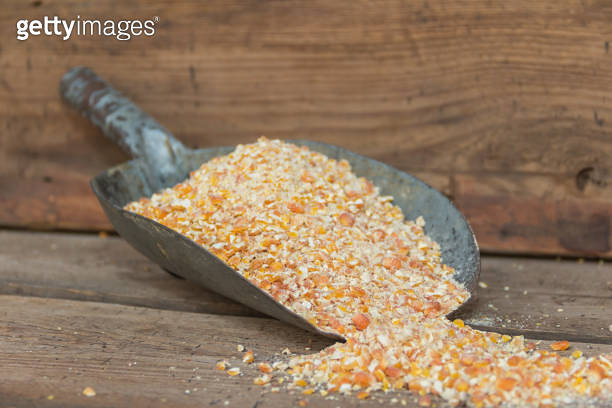 broken corn kernels for animal feed for sale in forage (1276715486 ...