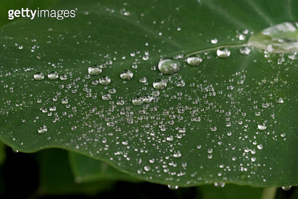 Hydrophobic, Water repellent leaf of a beautiful Elephant Ear plant ...