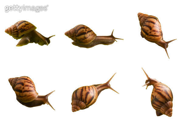 Multiple snail image sources at different angles (1223158105) - 게티이미지뱅크