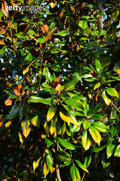 Green leaves with yellowing tips on magnolia tree (1287213525) - 게티이미지뱅크