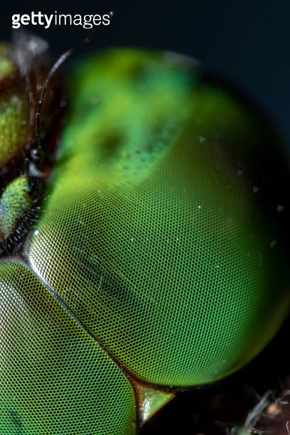 Dragonfly eye macro with eye hexagons, focus on bottom half of frame ...