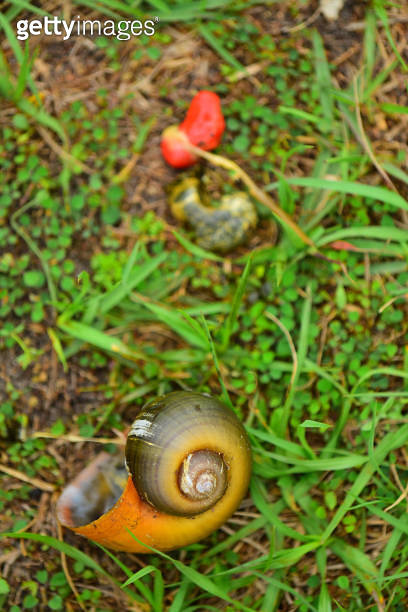 Close up of single Apple snail on grass with discarded parts in ...