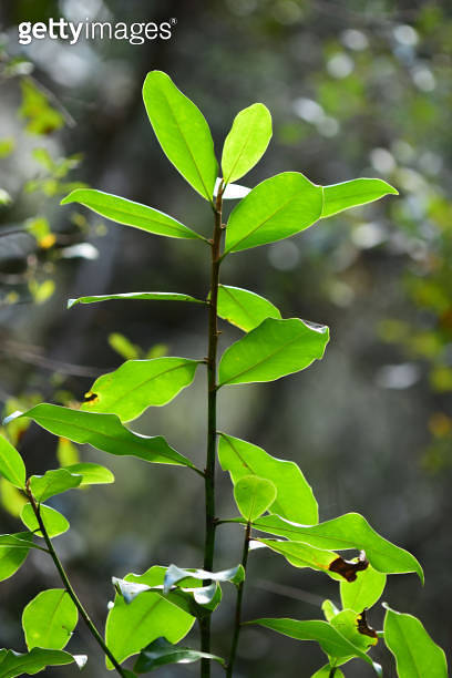 Backlit Magnolia tree sapling with new leaf growth and bright leaf ...