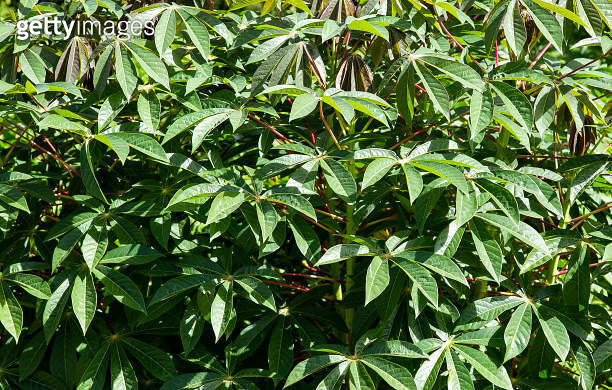 Cassava plantation, tapioca cultivation in the field - Manihot ...