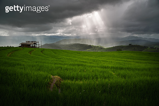 The beautiful scenery of the green terraced rice field with light rays ...