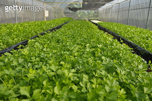 Planting of celery in greenhouse via the Dynamic Root Floating ...