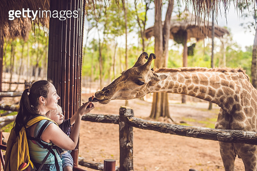 Happy mother and son watching and feeding giraffe in zoo. Happy family ...