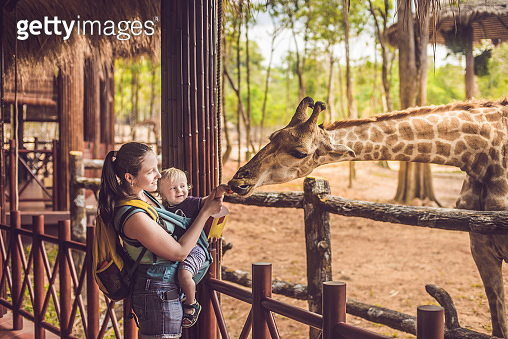 Happy mother and son watching and feeding giraffe in zoo. Happy family ...
