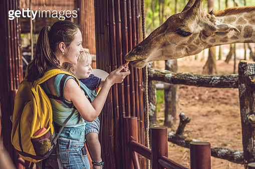 Happy mother and son watching and feeding giraffe in zoo. Happy family ...