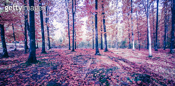 Autumn forest landscape. Magic cold colored morning view. 이미지 ...