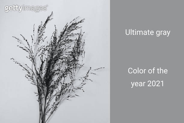 Trendy gray color of the 2021 year. Grey plants 이미지 (1290346637) - 게티이미지뱅크