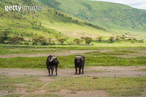 Buffalo's stay on a field with green grass at Ngorongoro Conservation ...