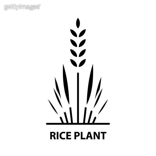 rice plant icon, black vector sign with editable strokes, concept ...