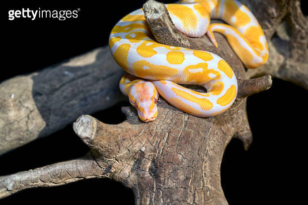 Albino Royal Python snake over black background 이미지 (1284236337) - 게티이미지뱅크
