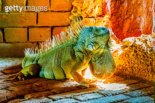Green iguana iguana, also known as the American iguana in the loophole ...