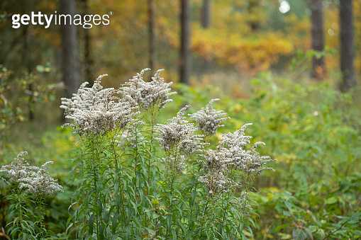 Ripe Canadian goldenrod - Solidago canadensis - with mature achenes ...