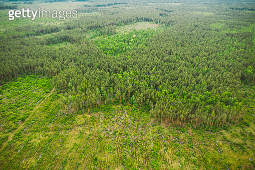 Aerial View Of Deforestation Area Landscape. Green Pine Forest In ...