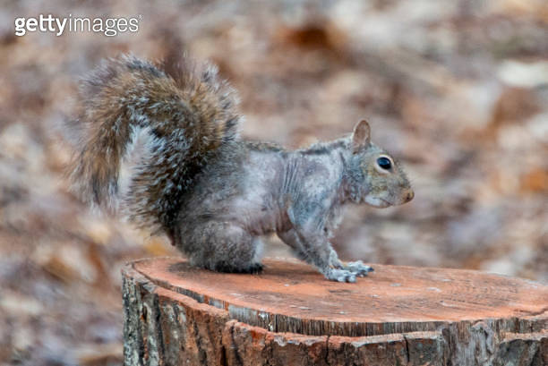 Sick squirrel suffering from mange (ascariasis) 이미지 (1285638554) - 게티이미지뱅크