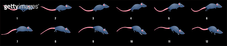 Mouse run cycle animation frames, loop animation sequence sprite sheet (1209936595) - 게티이미지뱅크