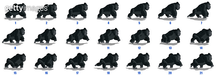 Gorilla walk cycle animation frames, loop animation sequence sprite sheet 이미지 (1209935099) - 게티이미지뱅크