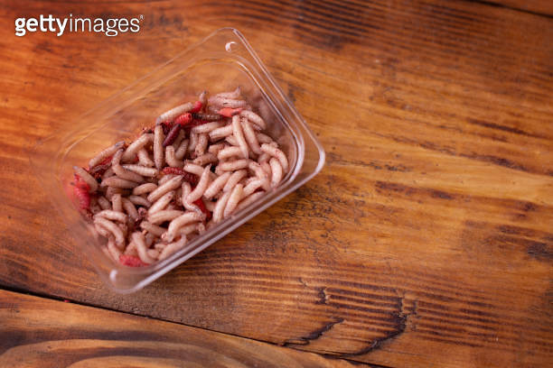 A small box with larvae of a meat fly - maggot on wooden background ...