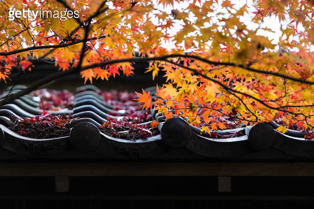 Autumn leaves in November, Matsudo City, Chiba Prefecture, Japan ...
