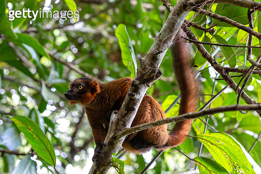 A red Vari sits in the branches of a tree (1284005532) - 게티이미지뱅크