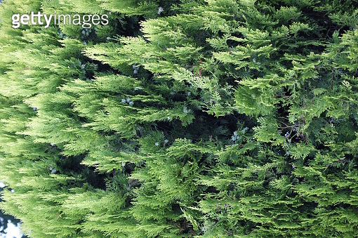 Incense cedar tree Calocedrus decurrens branch close up. Thuja cones ...