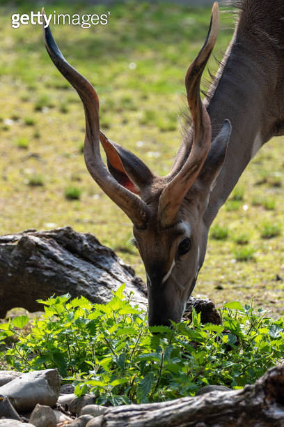 Greater kudu deer with horns in the pasture (1250646726) - 게티이미지뱅크
