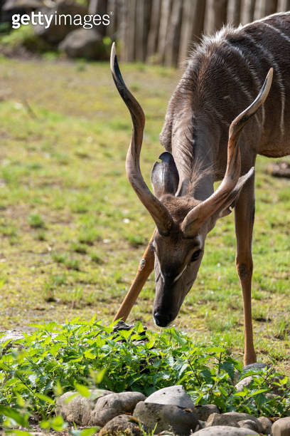 Greater kudu deer with horns in the pasture (1250646605) - 게티이미지뱅크
