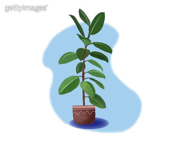 Digital hand drawn illustration of rubber plant. 이미지 (1241831473) - 게티이미지뱅크