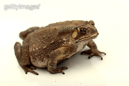 Macro close-up Thai toad.Front view.Thailand. Big bony headed toad or ...