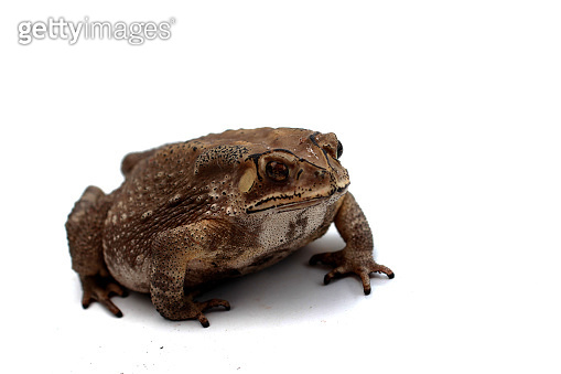 Macro close-up Thai toad.Front view.Thailand. Big bony headed toad or ...