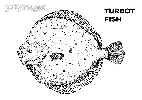 Turbot fish sketch. Hand drawn vector illustration. Seafood design ...