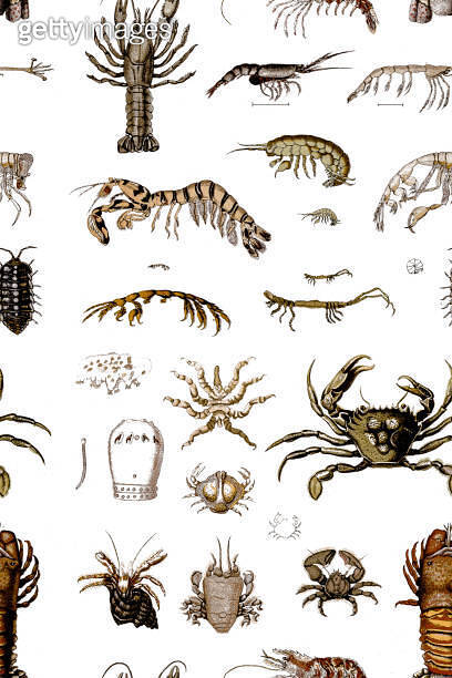 Crustaceans form a large, diverse arthropod taxon which includes such ...
