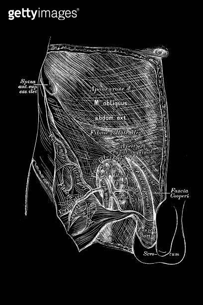 Topography of the groin and thigh region 이미지 (1267026627) - 게티이미지뱅크
