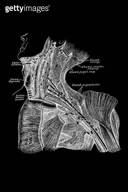 The deep vessels of the neck and armpit ,axilla lymphatic vessel ...