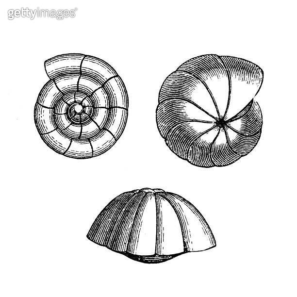 Rotalia Foraminifera (Latin for "hole bearers"; informally called ...