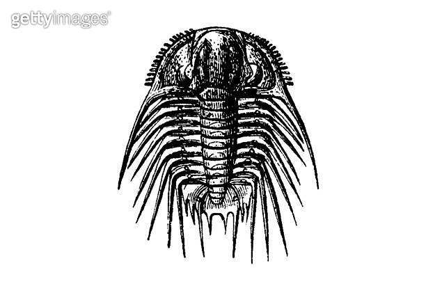 Trilobites acidaspis roemeri from the Silurian era (1283543010) 일러스트 ...