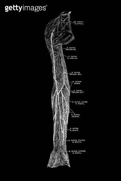 The skin nerves of the upper extremity 이미지 (1263224332) - 게티이미지뱅크