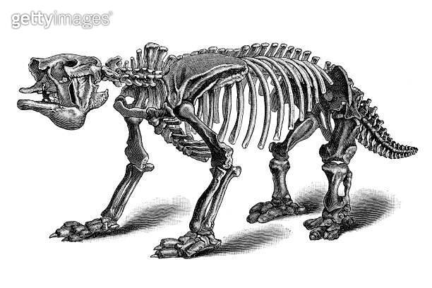 Megatherium, a genus of elephant-sized ground sloths endemic to Central ...